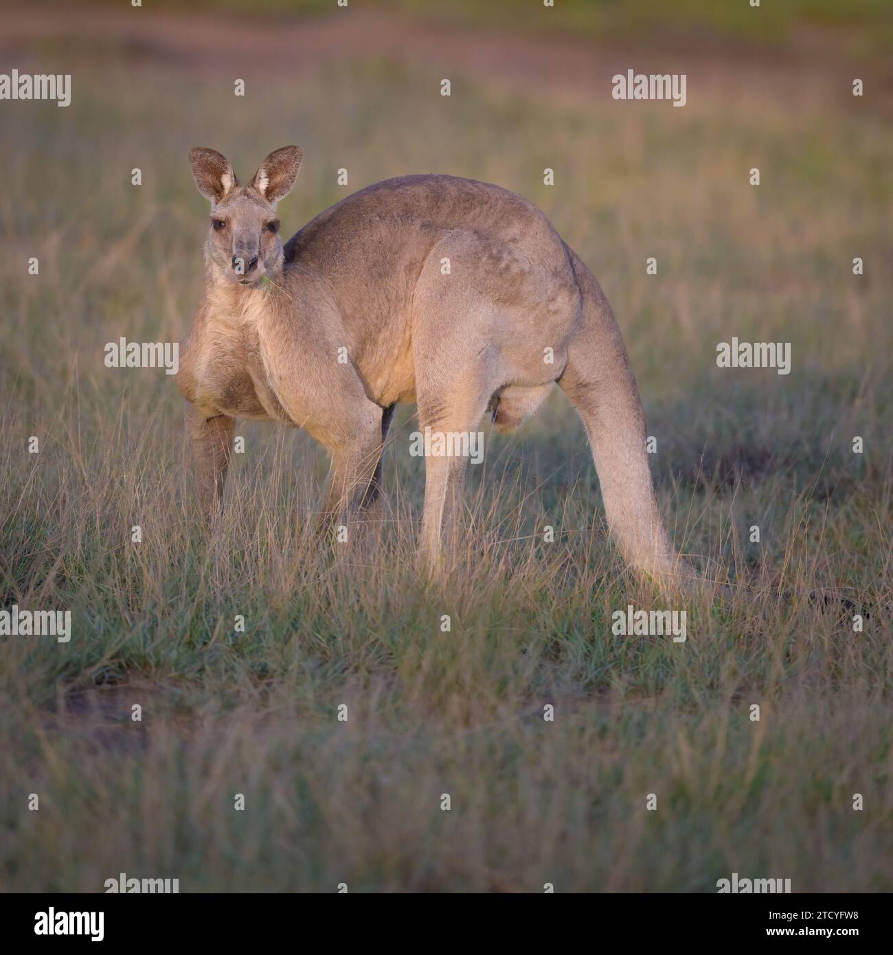 A large male Eastern Grey kangaroo is crouched and looks up from ...