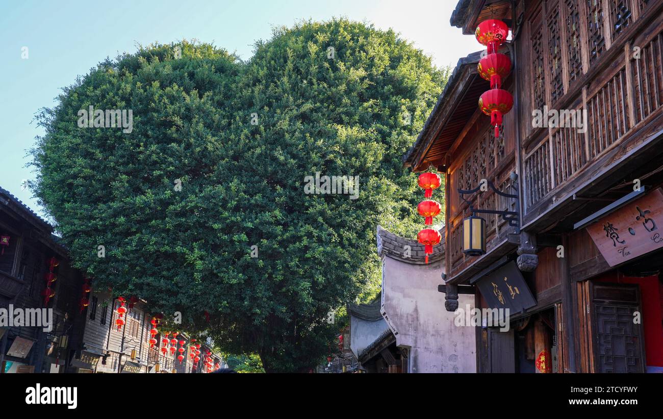 A banyan tree resembling the shape of a heart at Sanfang Qixiang draws tourists in Fuzhou City ...