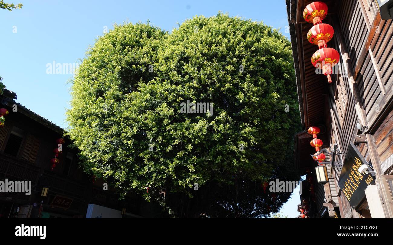 A banyan tree resembling the shape of a heart at Sanfang Qixiang draws ...