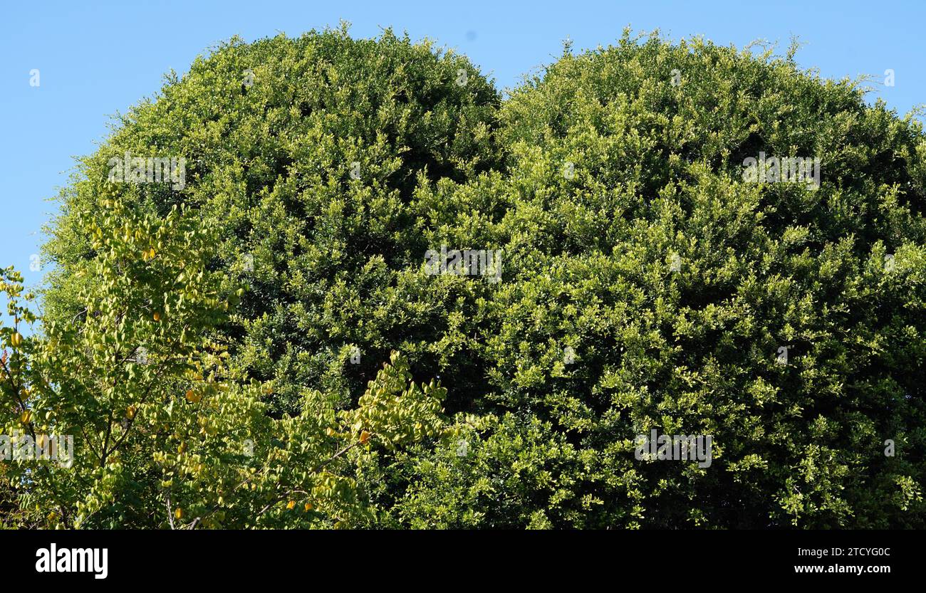 A banyan tree resembling the shape of a heart at Sanfang Qixiang draws ...