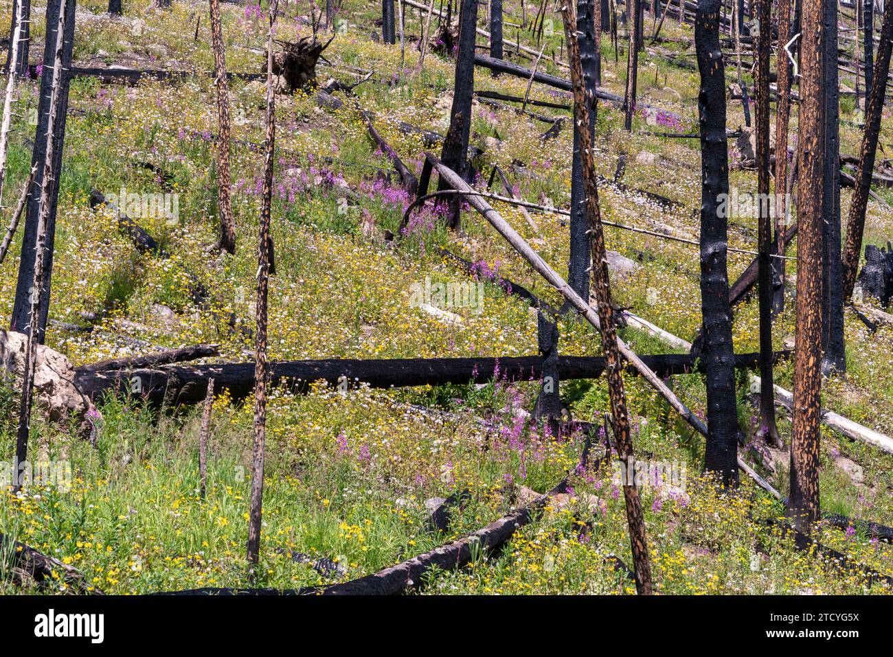 Resurgent flora hi-res stock photography and images - Alamy