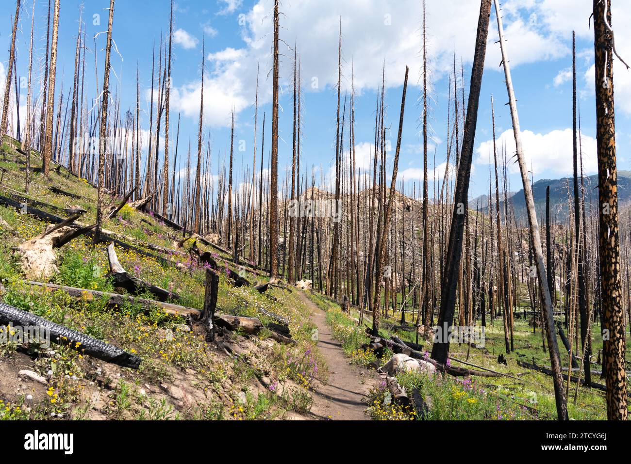 A hiking path winds through a forest marked by wildfire, with signs of ... A hiking path winds through a forest marked by wildfire, with signs of ...
