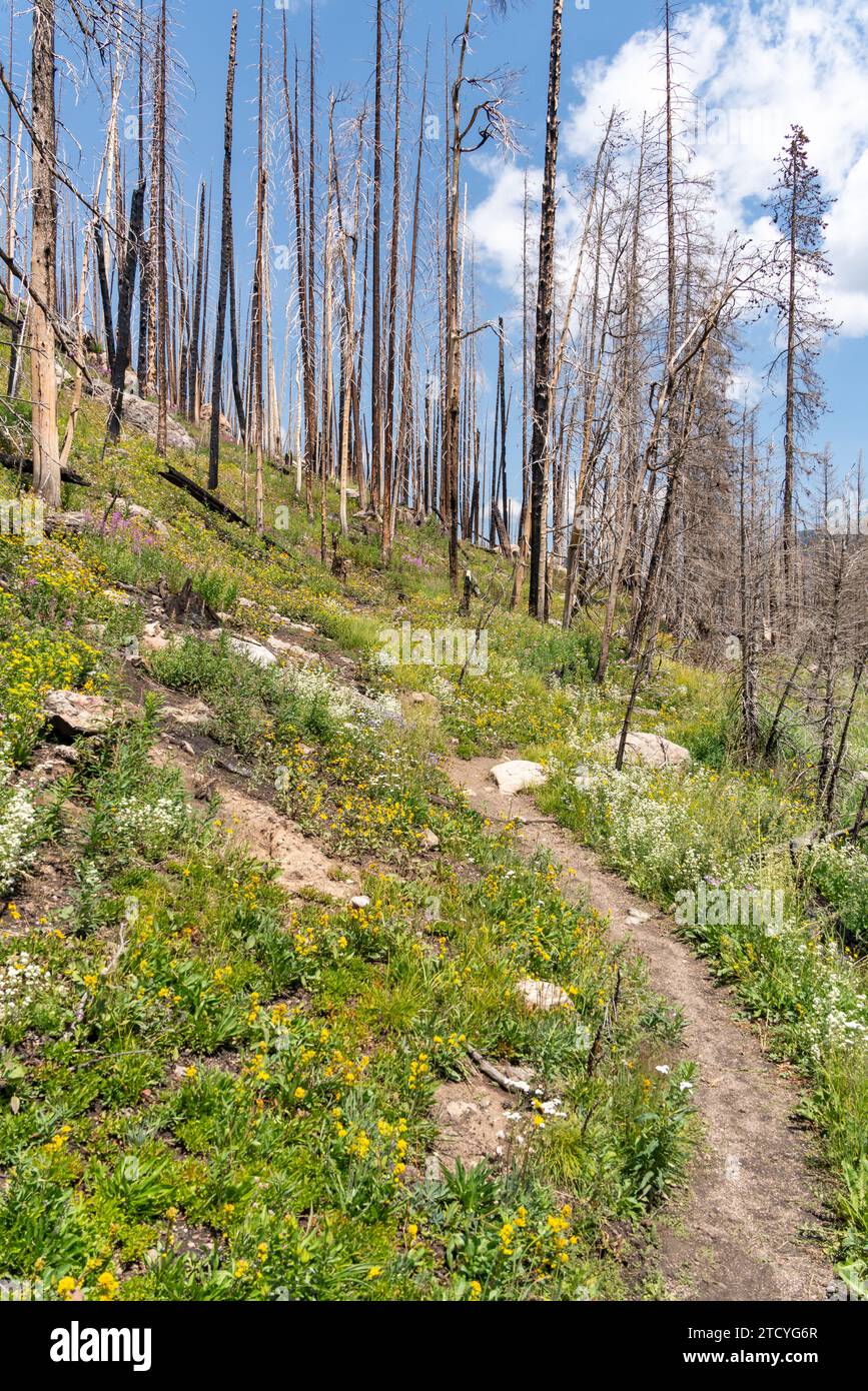 A trail adorned with wildflowers winds through the contrasting ...