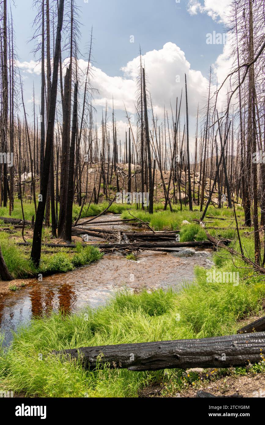 A serene stream meanders through a stark landscape of fire-scarred ...