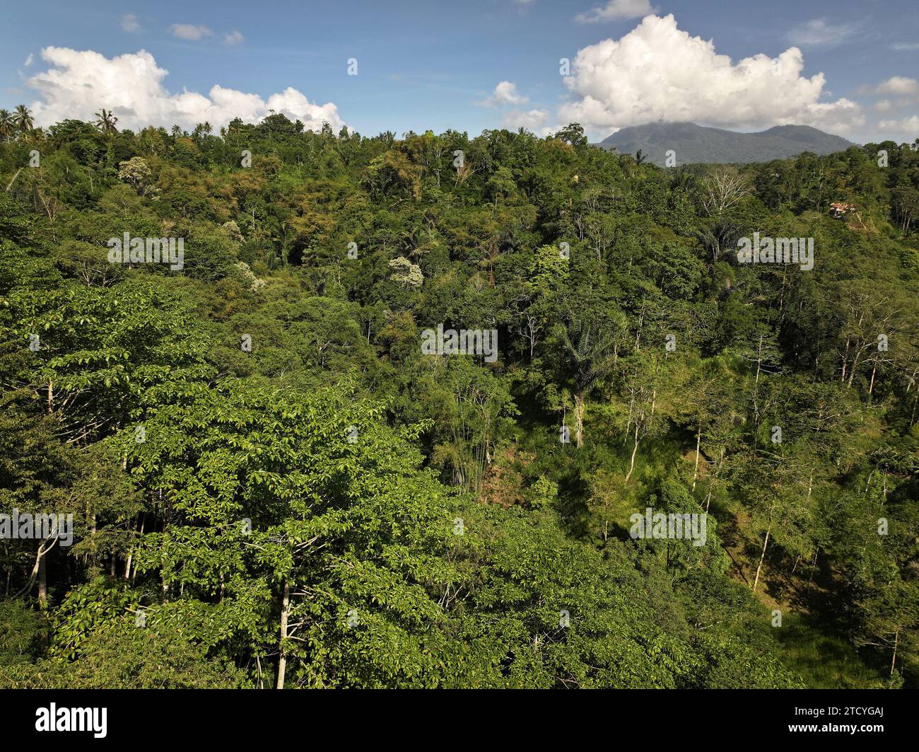 Indonesia forest aerial hi-res stock photography and images - Alamy