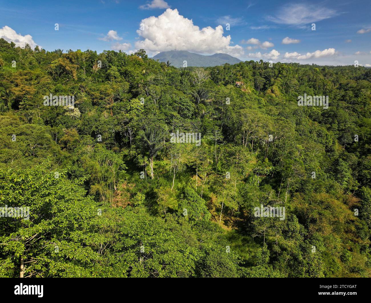 Aerial view of the forest in Bali, Indonesia Stock Photo - Alamy