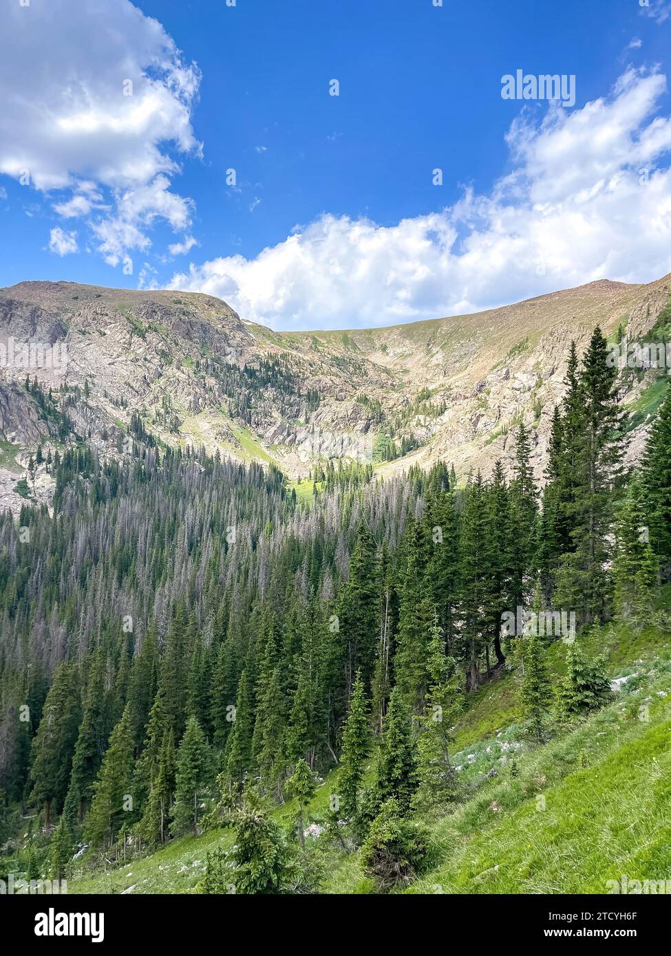 Pines view in paradise valley hi-res stock photography and images - Alamy