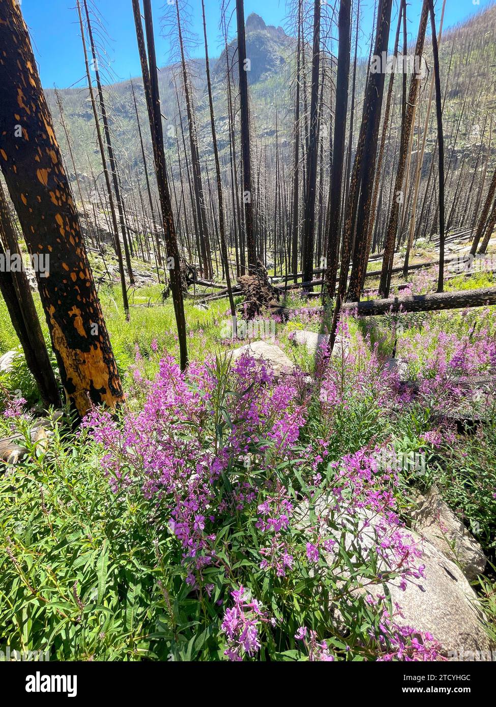 Blooms emerges hi-res stock photography and images - Alamy