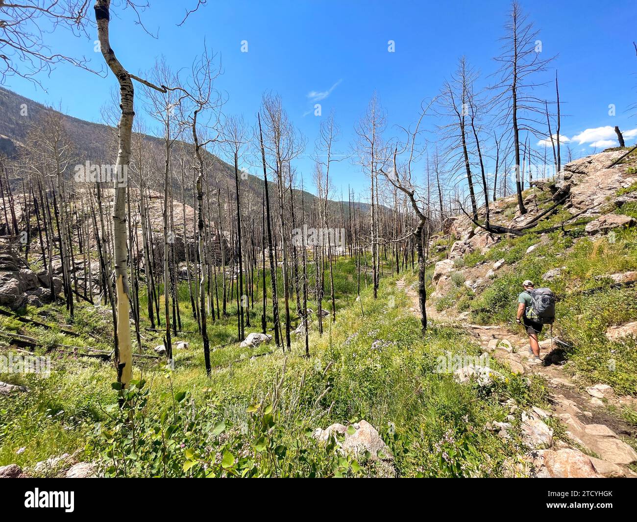 Amidst signs of regrowth, a hiker ascends a path in the rejuvenating ...