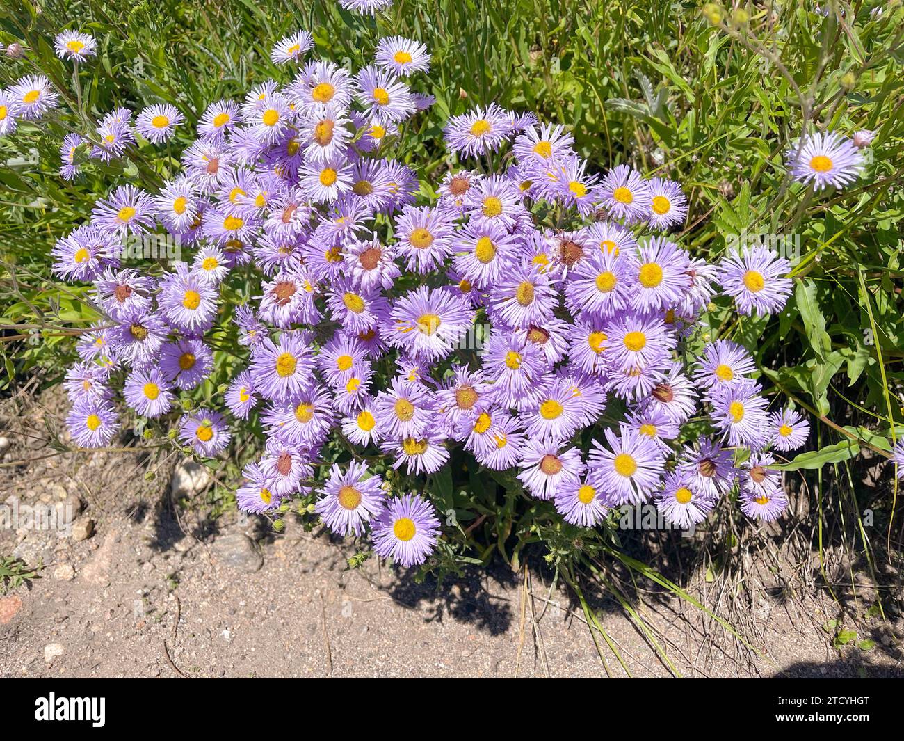 Natural beauty and biodiversity hi-res stock photography and images - Alamy