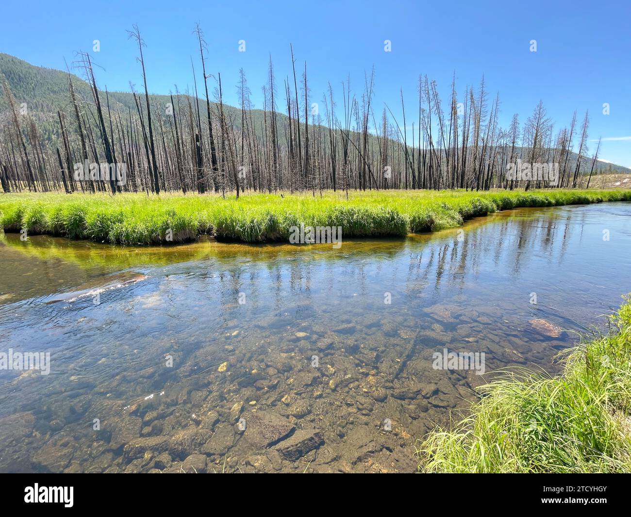 Lush grasses and clear stream signal renewal in the wake of fire at ...
