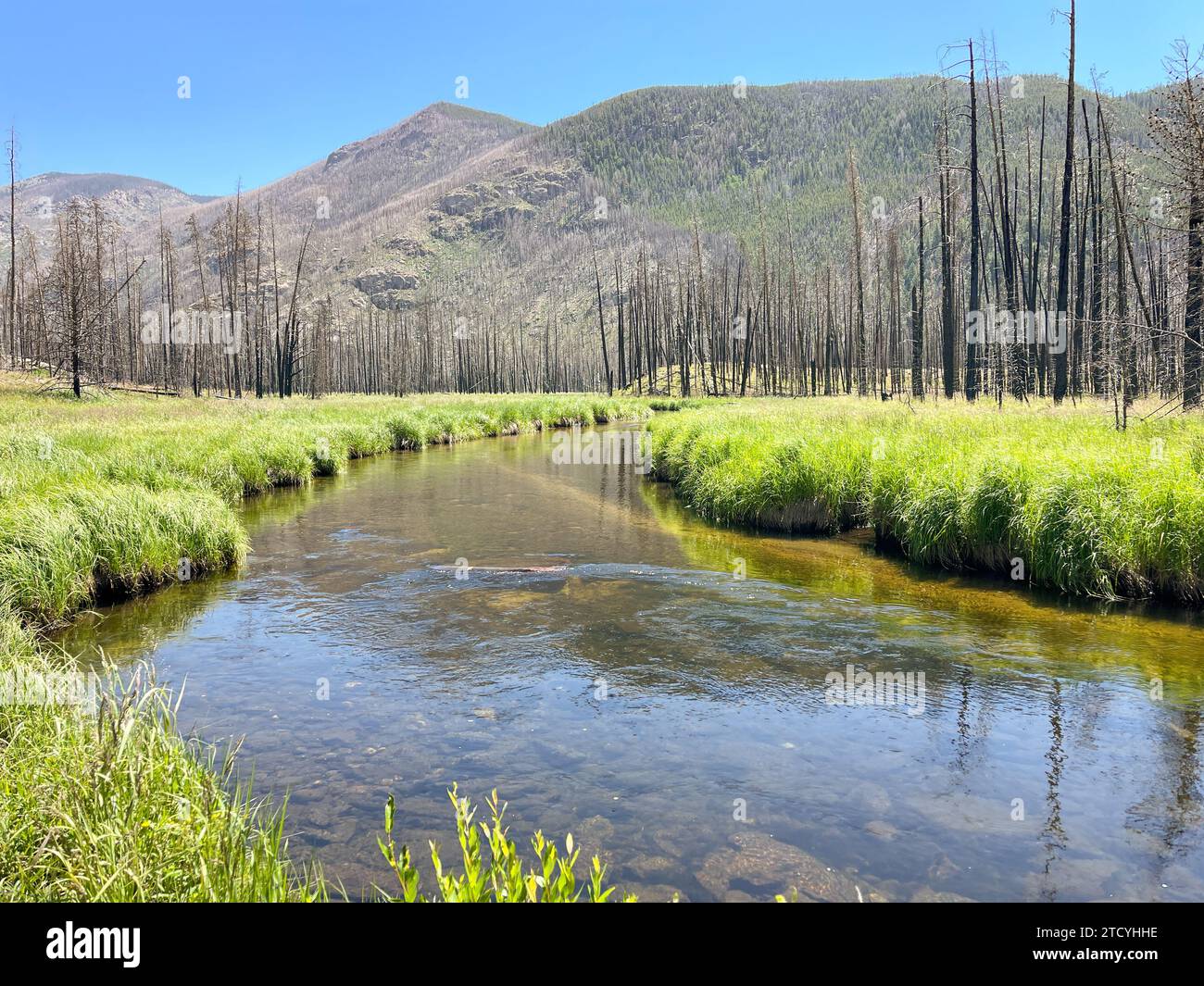 A serene stream flows through a recovering meadow in Rocky Mountain ...