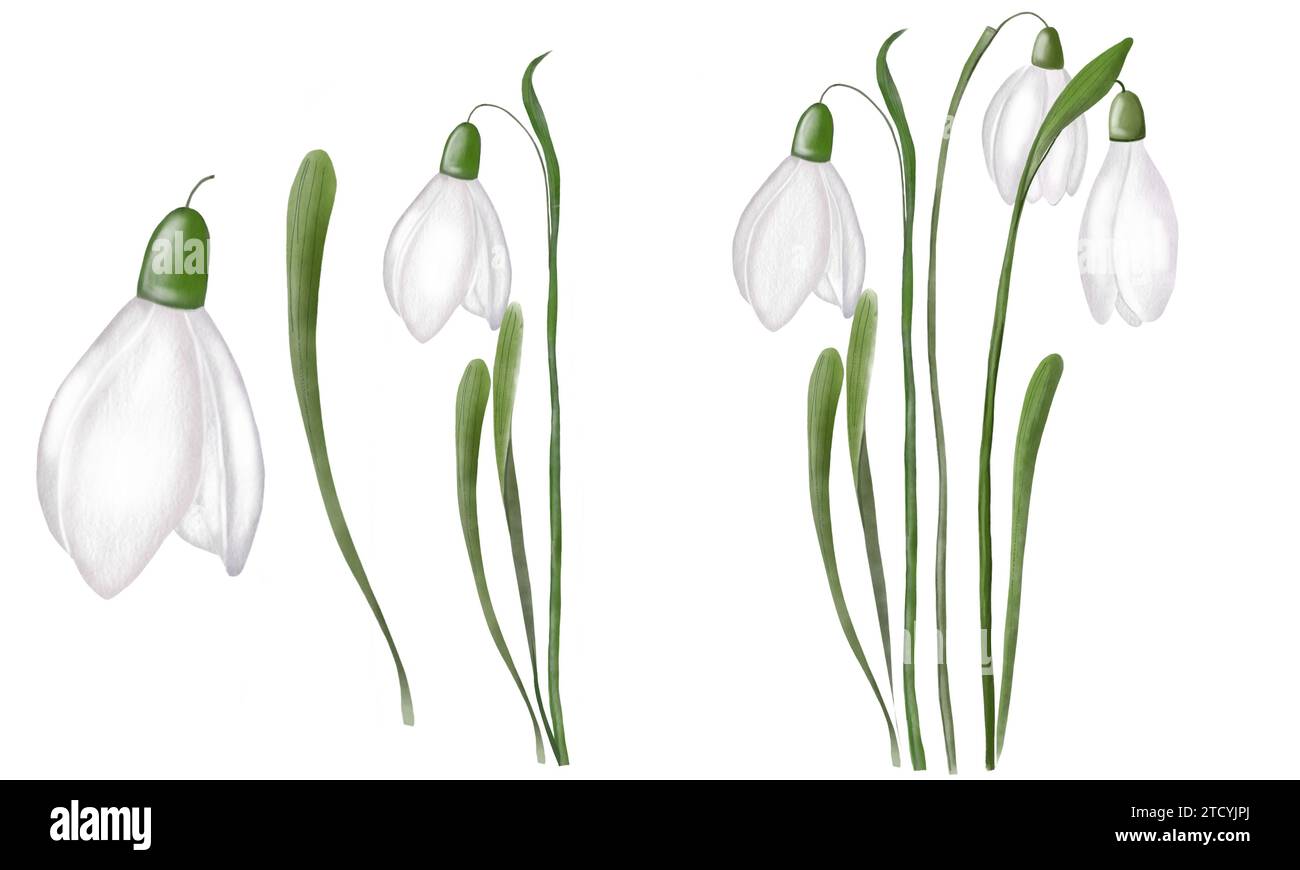 Watercolor hand drawn snowdrop flowers set of isolates. Delicate ...