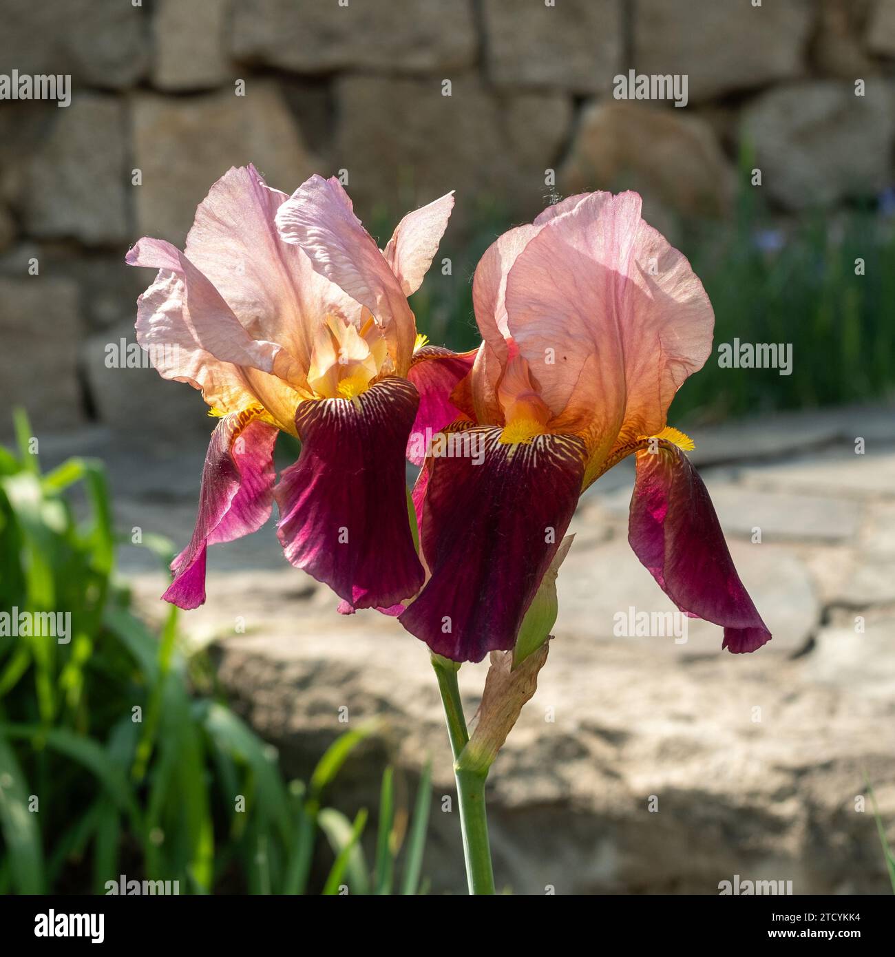 Iris germanica hi-res stock photography and images - Alamy