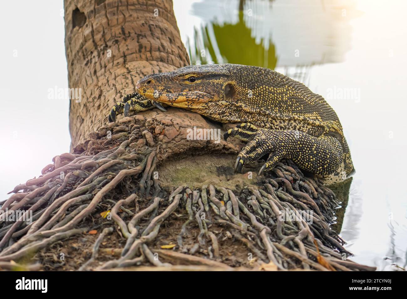 Monitor lizard on the shore climbed out of the pond onto the roots of a ...