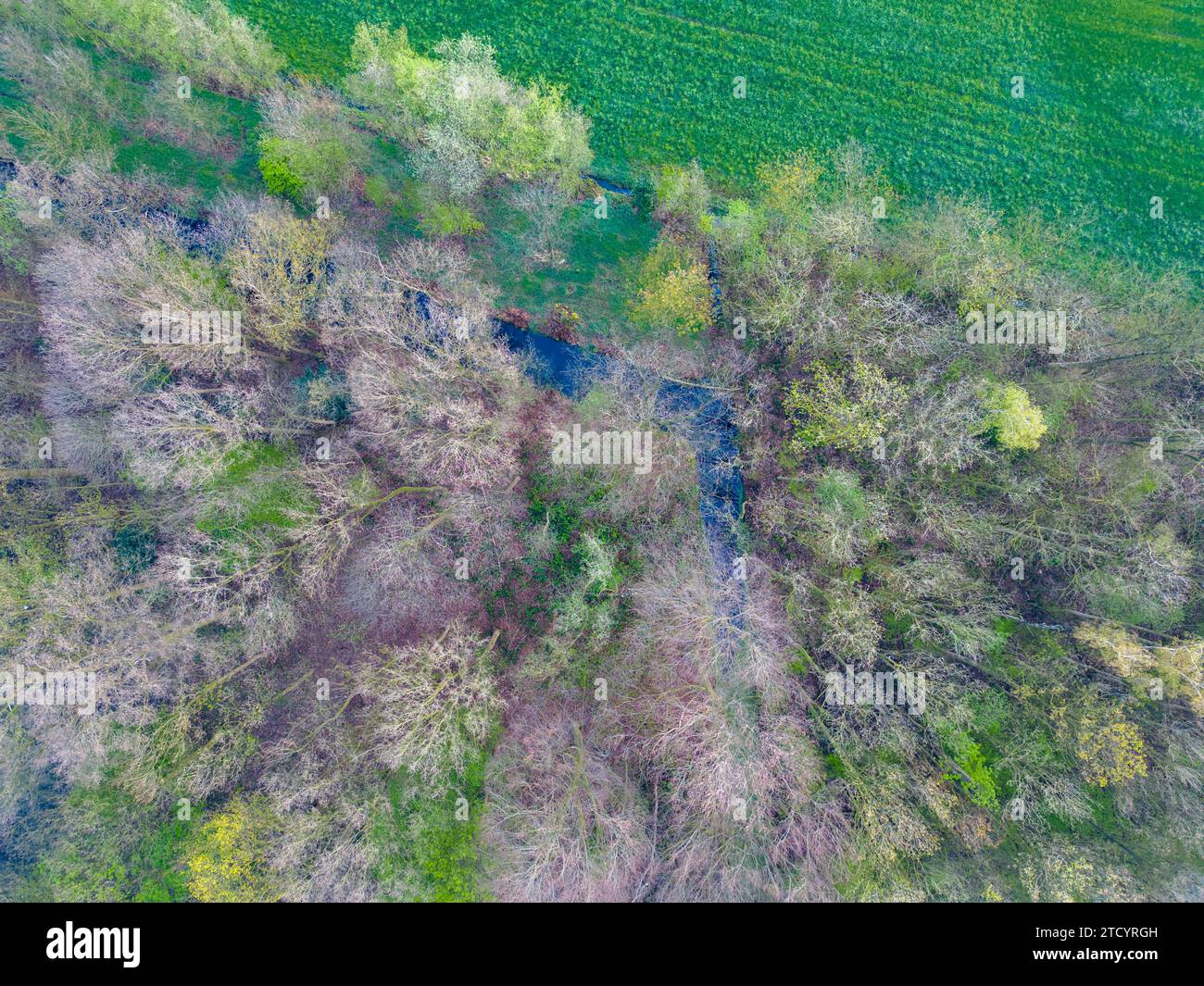 Intertwine trees hi-res stock photography and images - Alamy