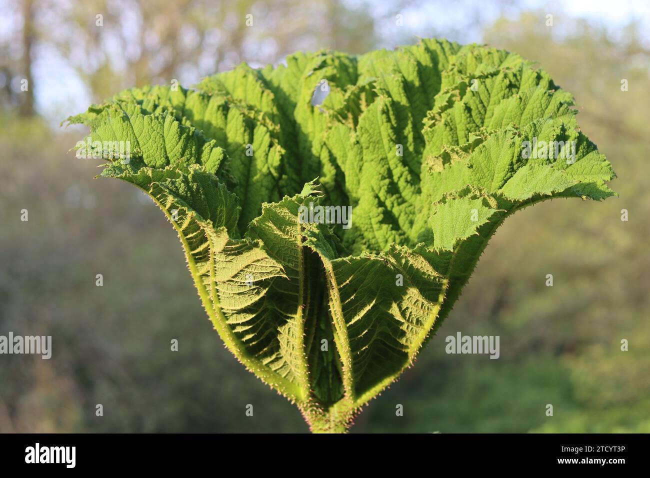 Gunnera plant hi-res stock photography and images - Alamy