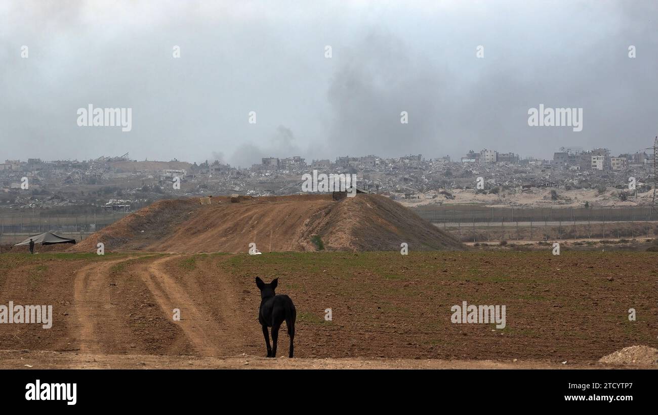 Group stray dogs hi-res stock photography and images - Alamy