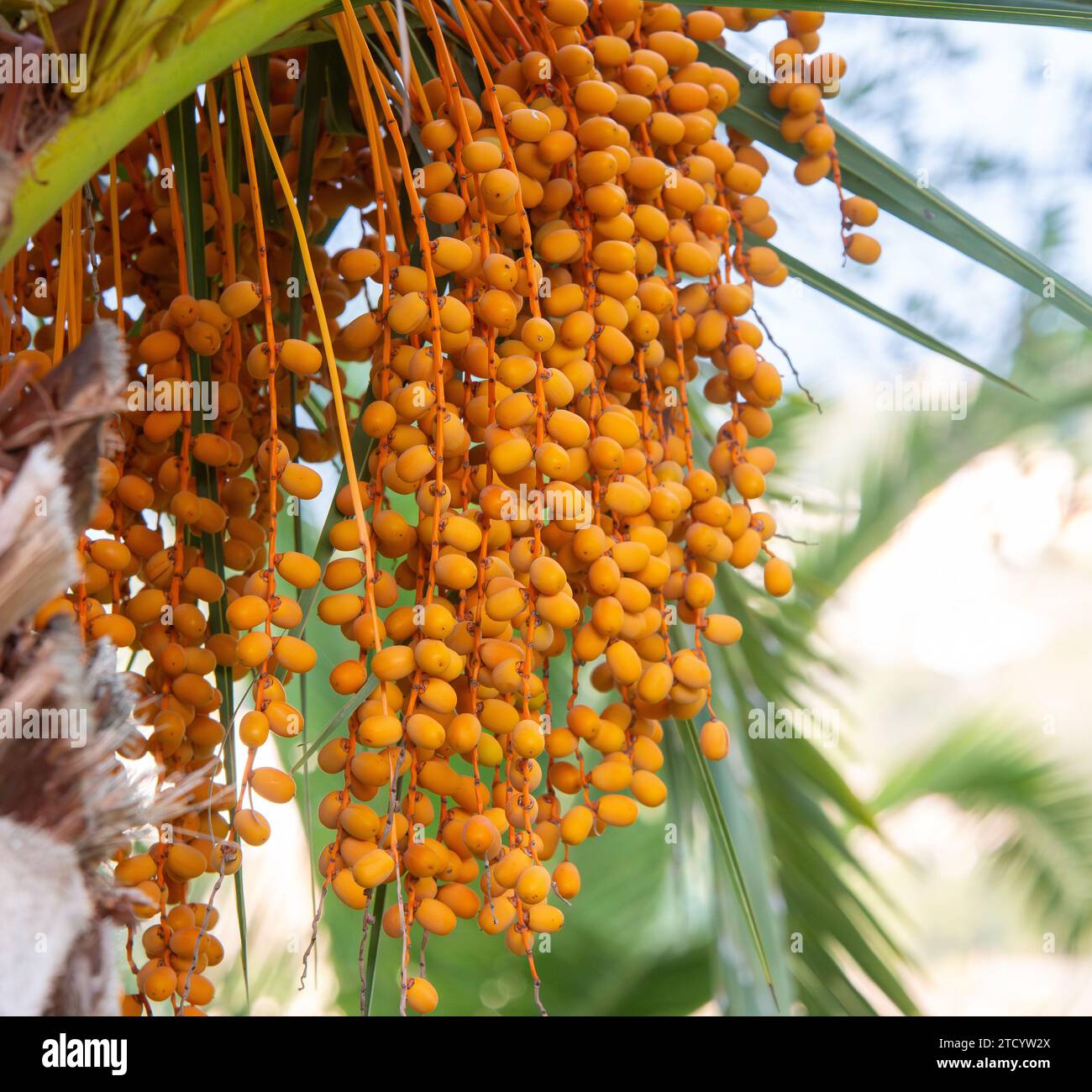 Golden yellow dates ripening on a date palm tree in afternoon light ...
