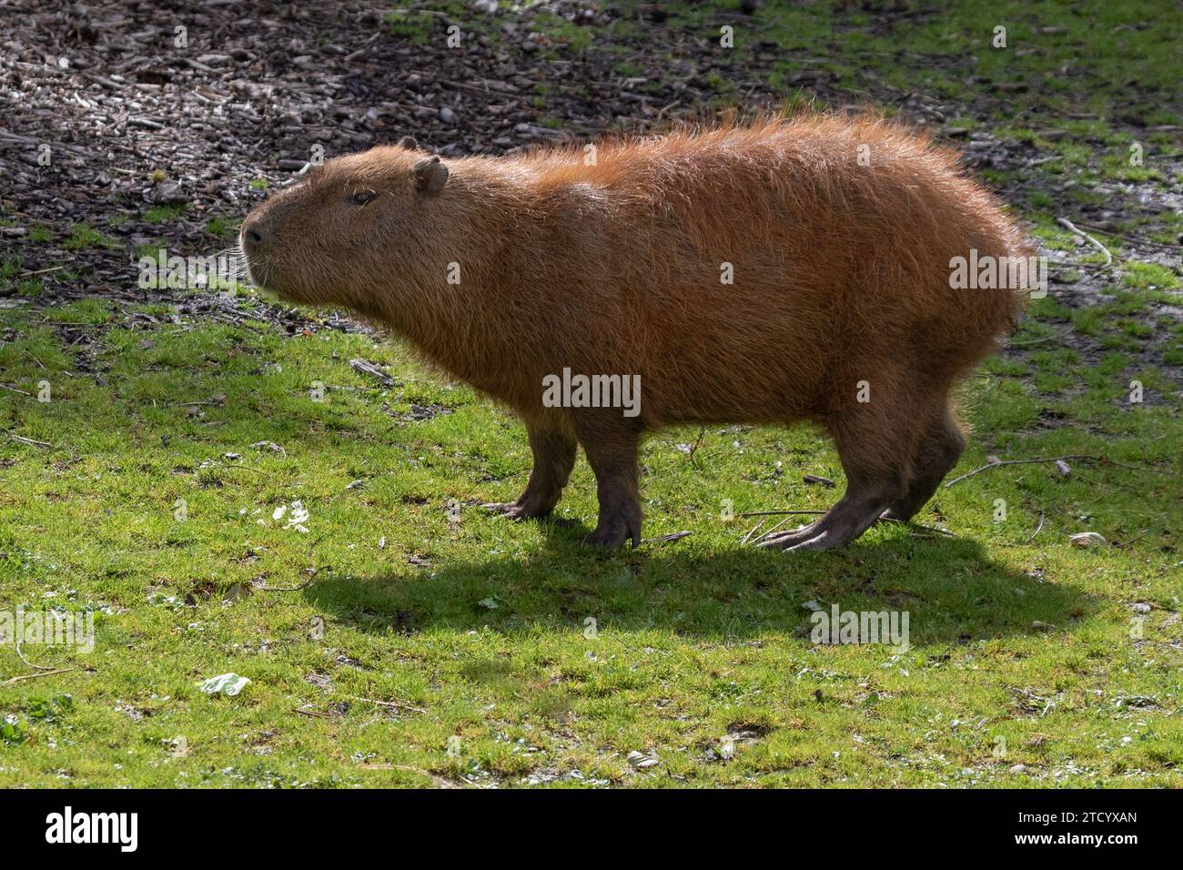 Capybara world hi-res stock photography and images - Alamy