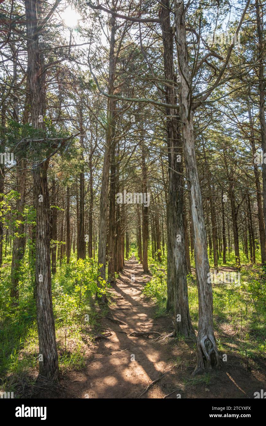 A Newly Planted Forest at Wichita Mountains National Wildlife Refuge ...