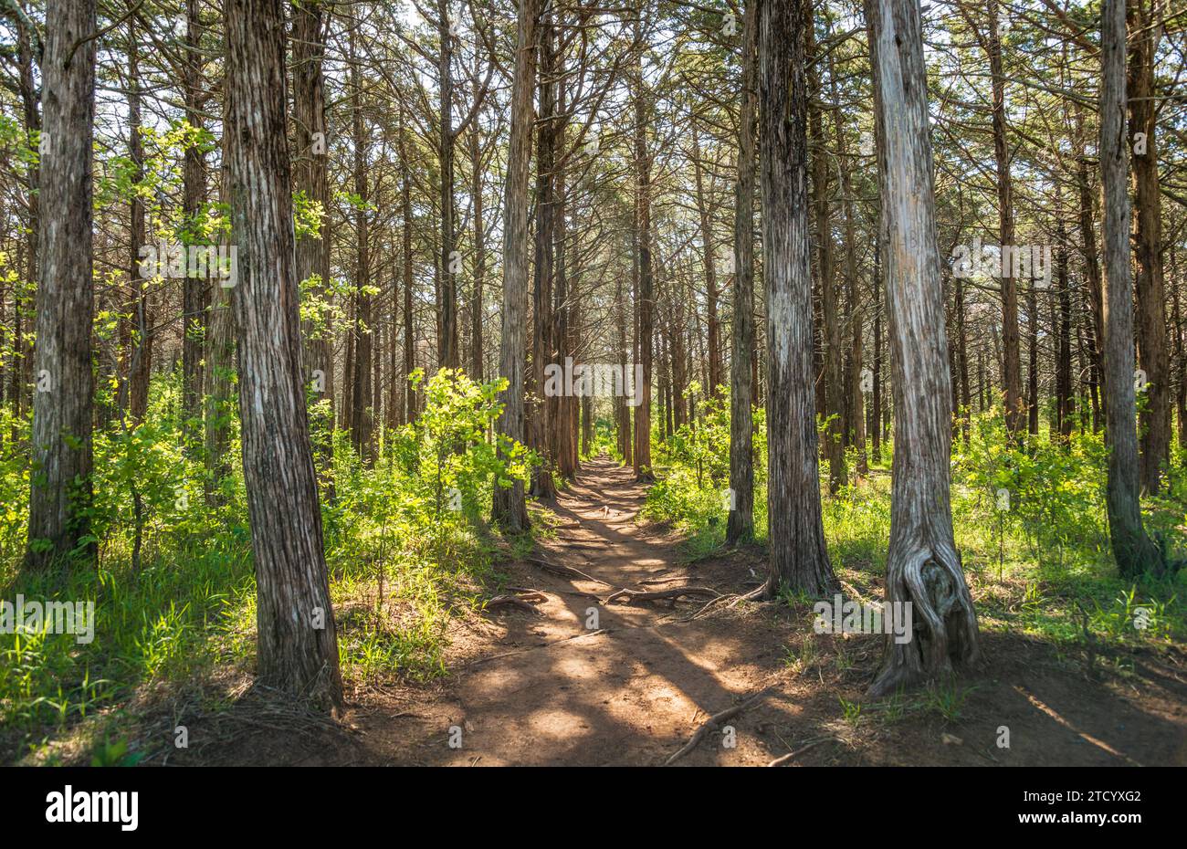 A Newly Planted Forest at Wichita Mountains National Wildlife Refuge ...