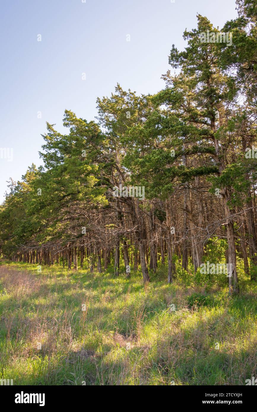 A Newly Planted Forest at Wichita Mountains National Wildlife Refuge ...