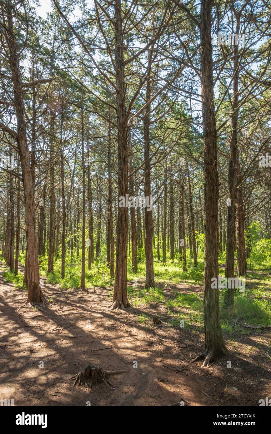 A Newly Planted Forest at Wichita Mountains National Wildlife Refuge ...