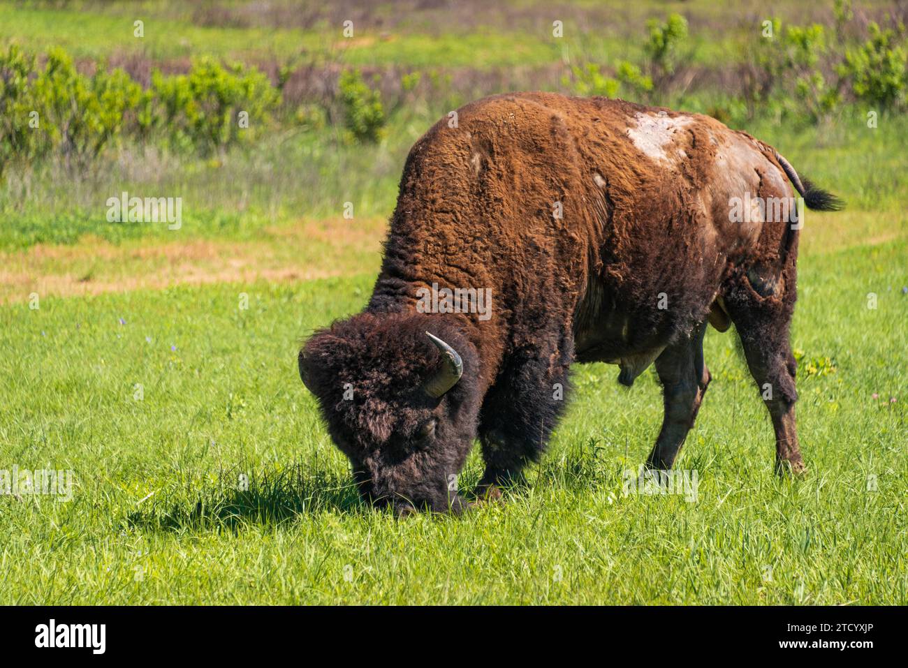 The Bison Bellows at Wichita Mountains National Wildlife Refuge ...