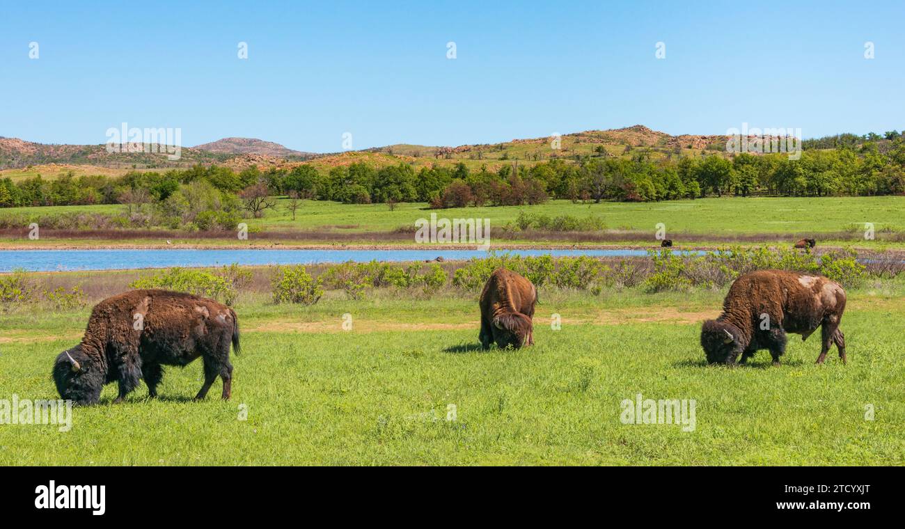 The Bison Bellows at Wichita Mountains National Wildlife Refuge ...