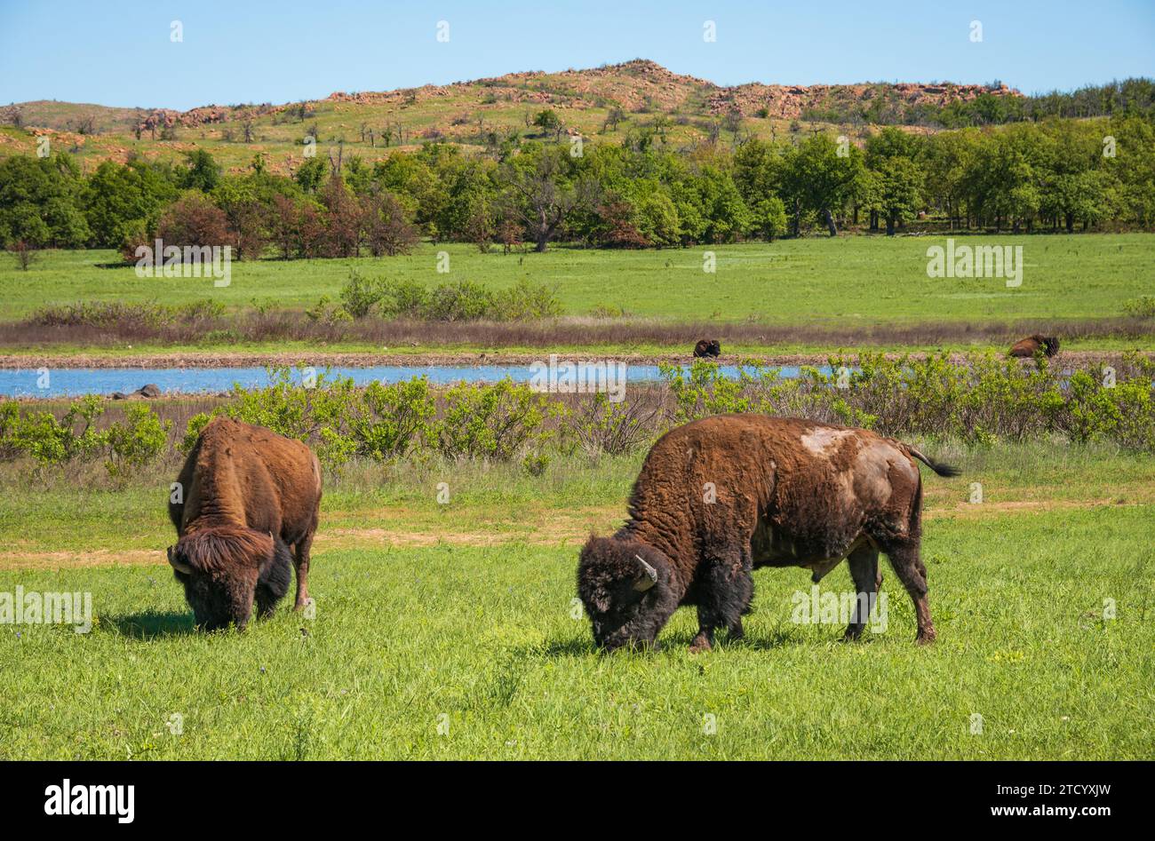 The Bison Bellows at Wichita Mountains National Wildlife Refuge ...