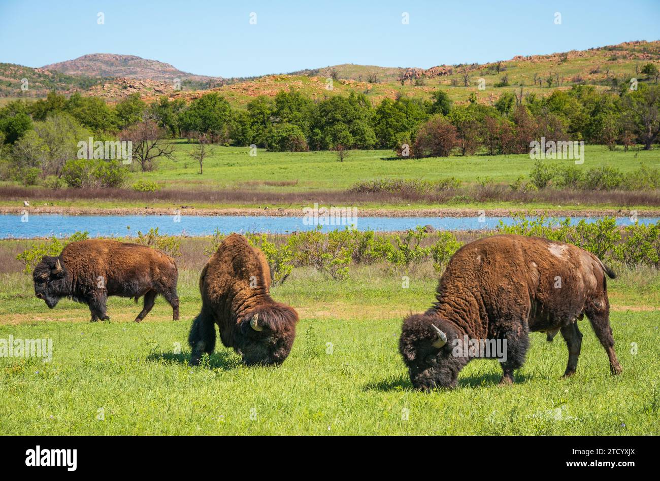 The Bison Bellows at Wichita Mountains National Wildlife Refuge ...