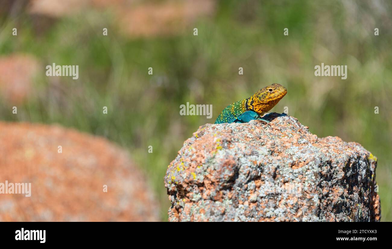 A Cute Colorful Collared Lizard at The Wichita Mountains National ...