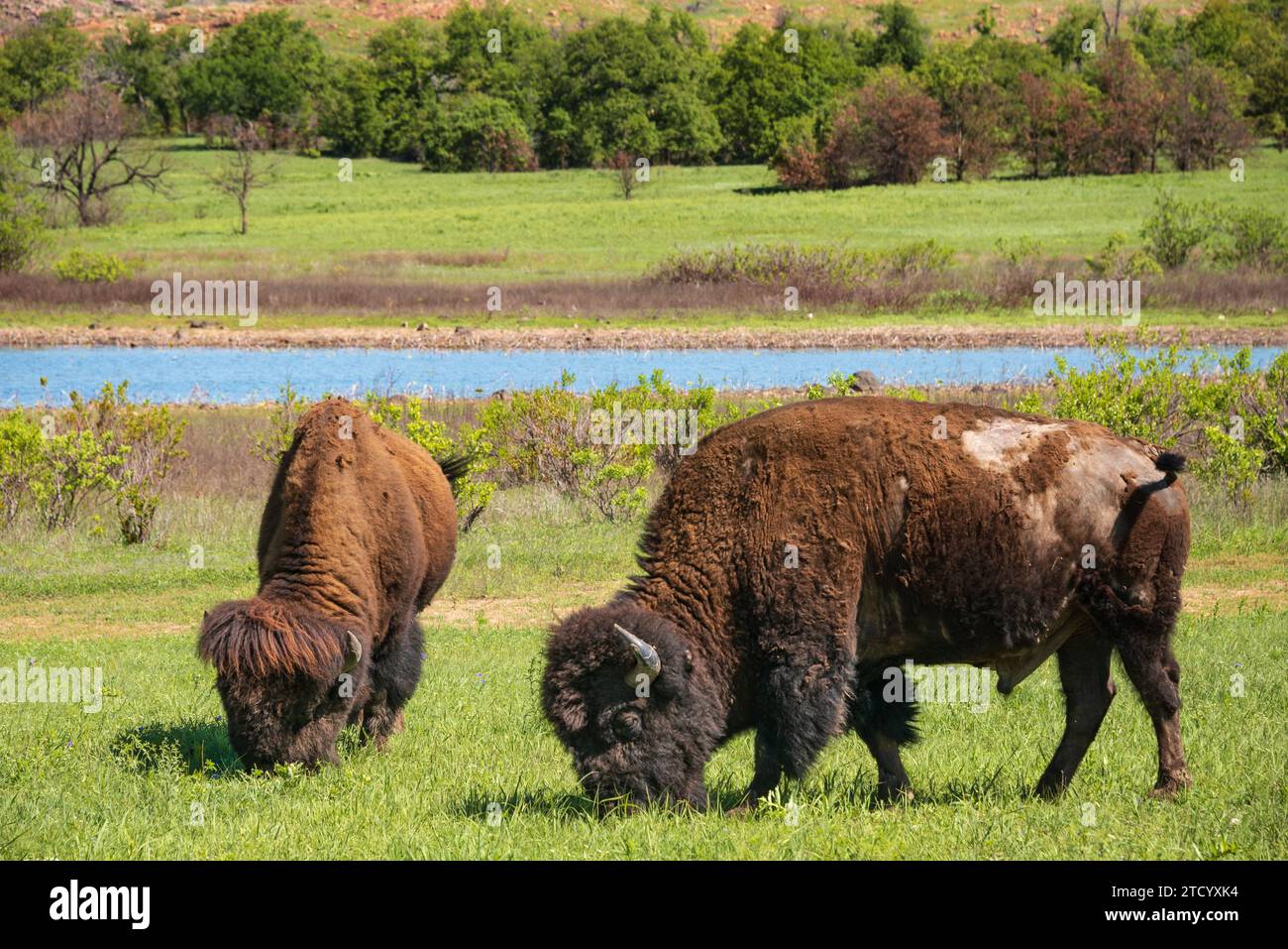 Bison bellows hi-res stock photography and images - Alamy