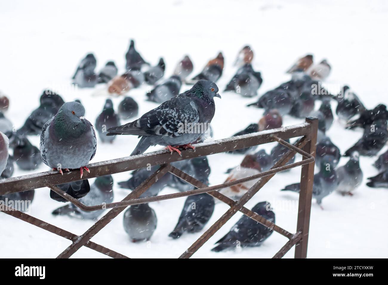 Pigeons sitting on snow in hi-res stock photography and images - Alamy