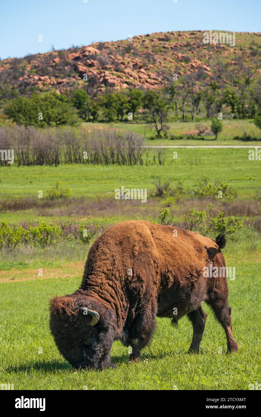 The Bison Bellows at Wichita Mountains National Wildlife Refuge ...