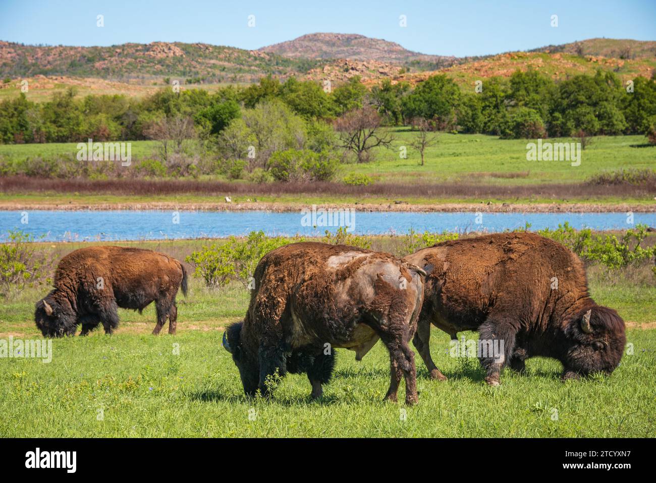 The Bison Bellows at Wichita Mountains National Wildlife Refuge ...