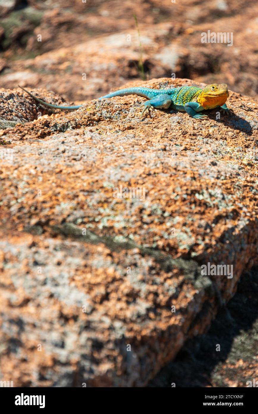 A Colorful Collared Lizard at Wichita Mountains National Wildlife ...