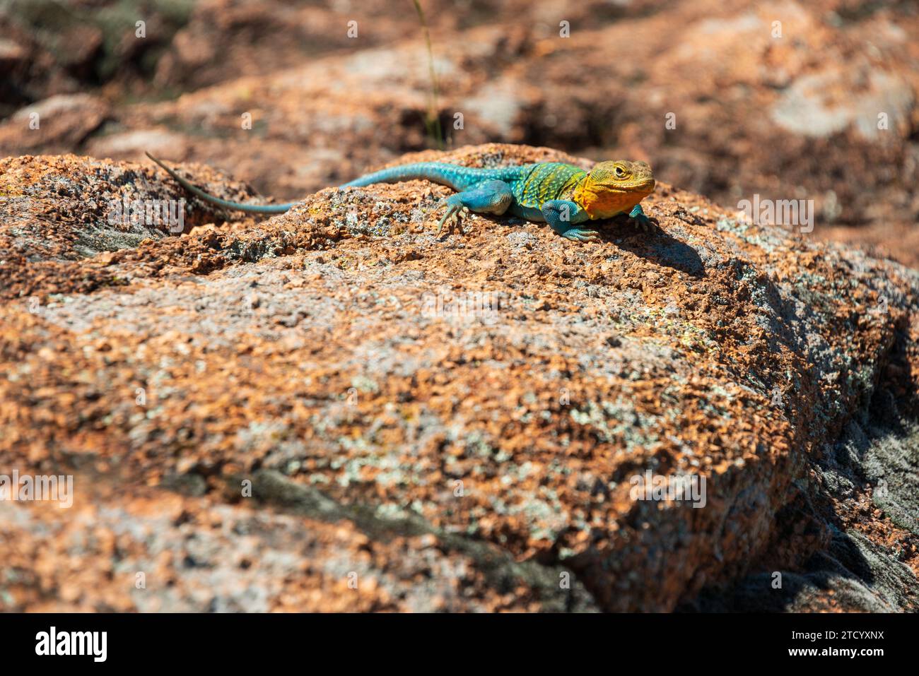 A Colorful Collared Lizard at Wichita Mountains National Wildlife ...