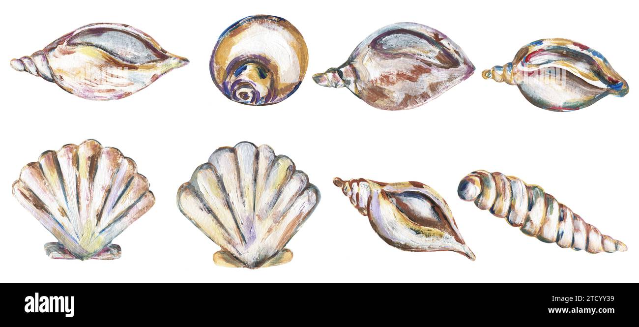 Acrylic hand painted sea shells illustration set, graphic shells ...