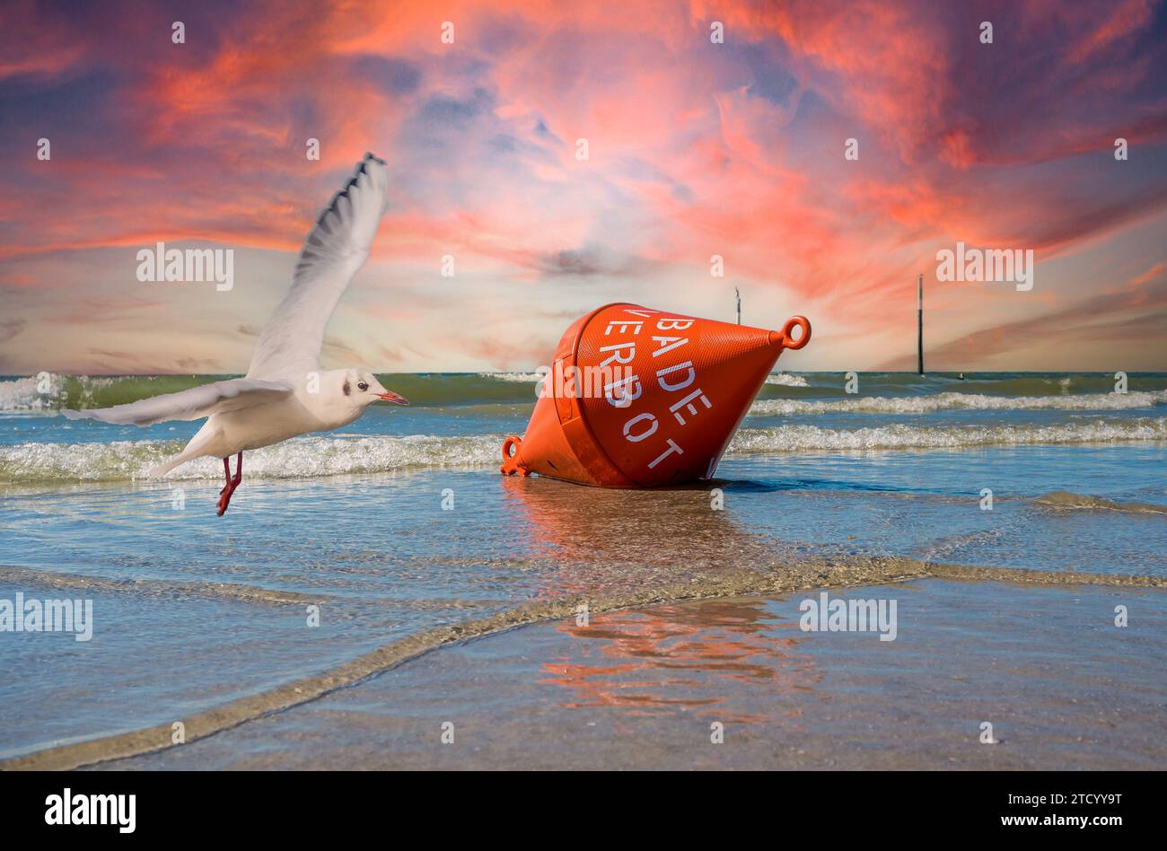 Buoy with seagull North Sea beach Stock Photo - Alamy