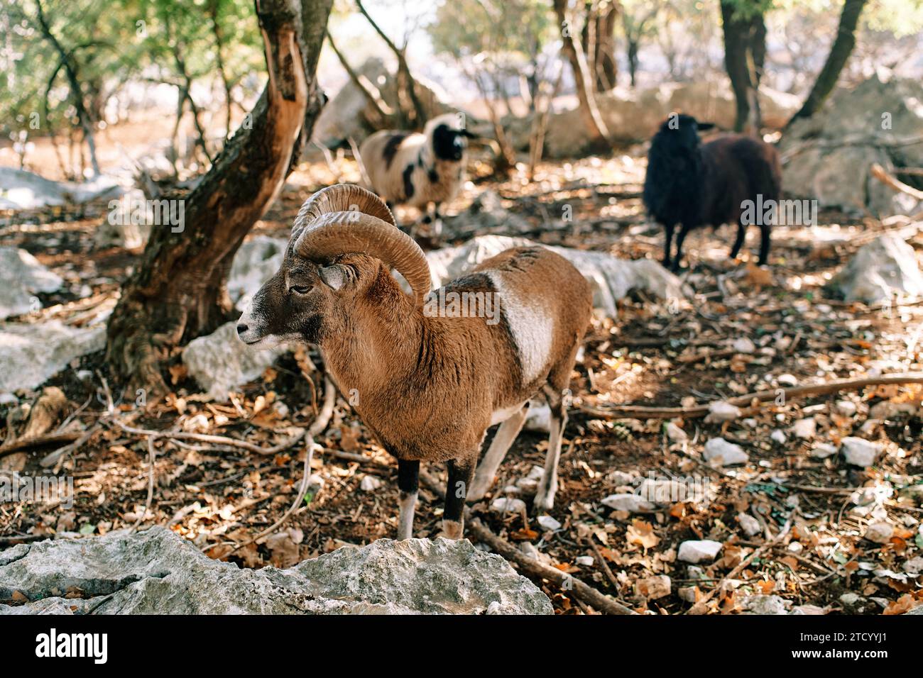 Ram guard hi-res stock photography and images - Alamy