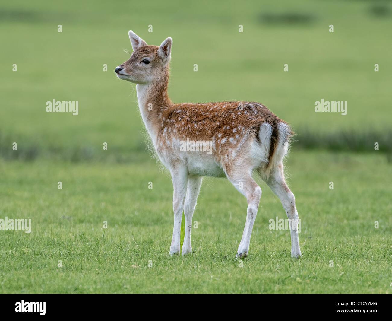 Scotland deer dusk hi-res stock photography and images - Alamy