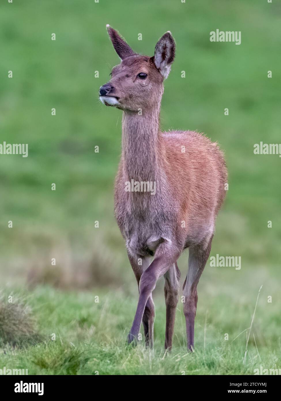 Red Deer Hind Stock Photo - Alamy