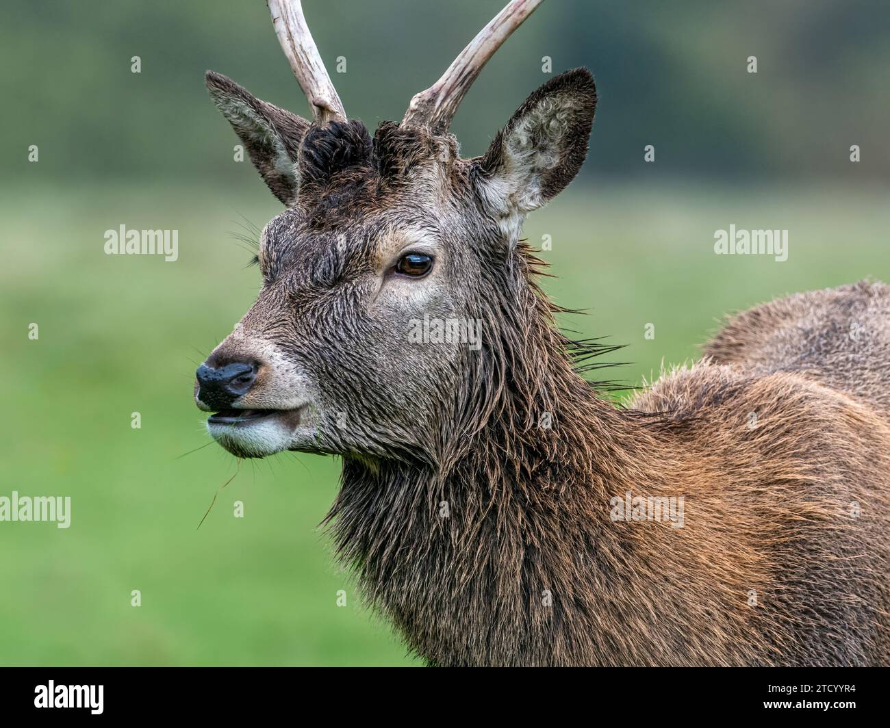 Young deer spotted coat hi-res stock photography and images - Alamy