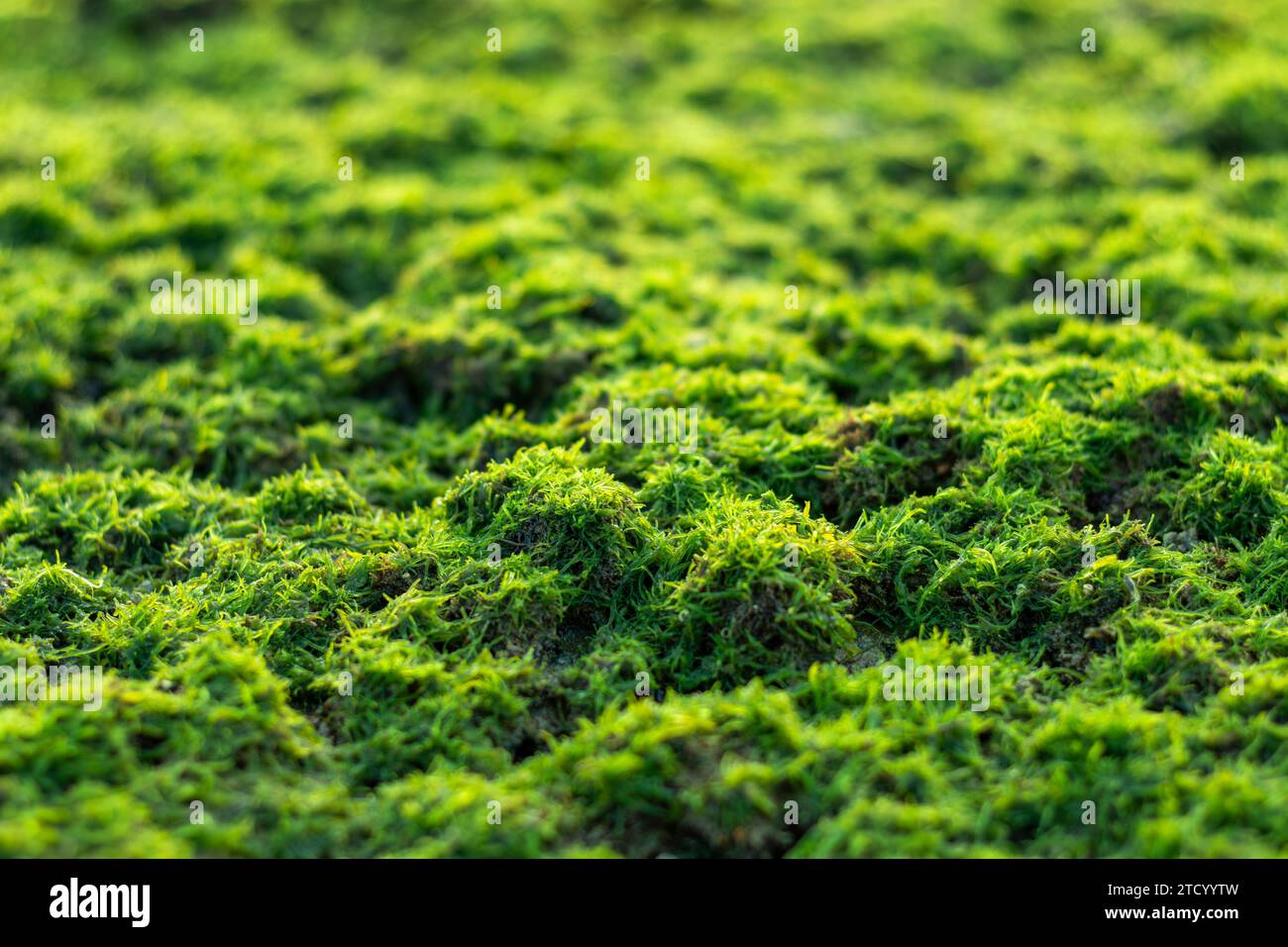 Moss - green moss on coral reefs Stock Photo - Alamy