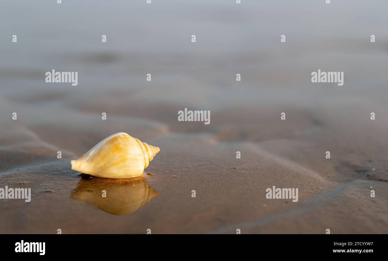 Lone seashell on the beach at sunrise. Blurred background Stock Photo ...