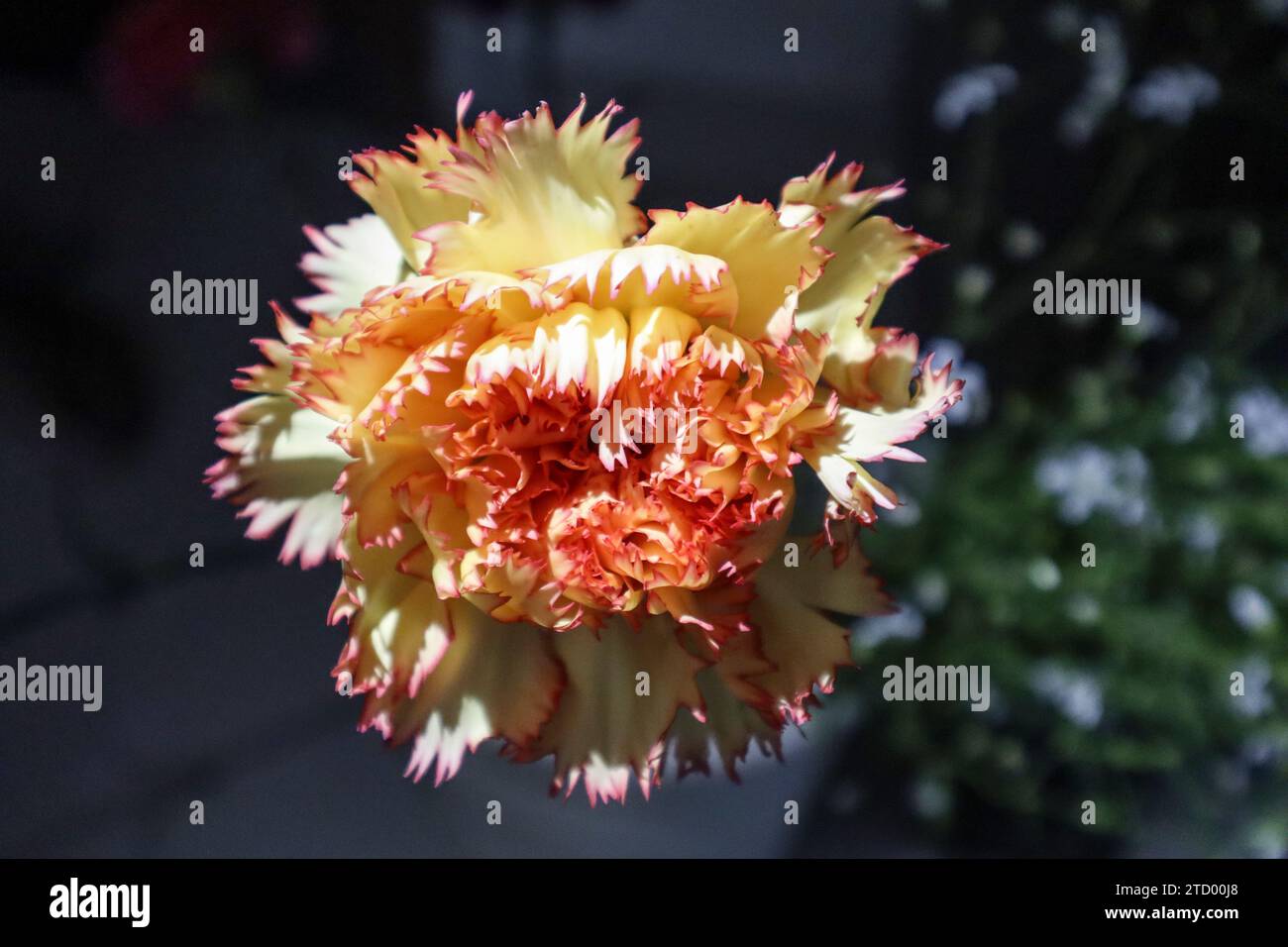 Carnation of india hi-res stock photography and images - Alamy