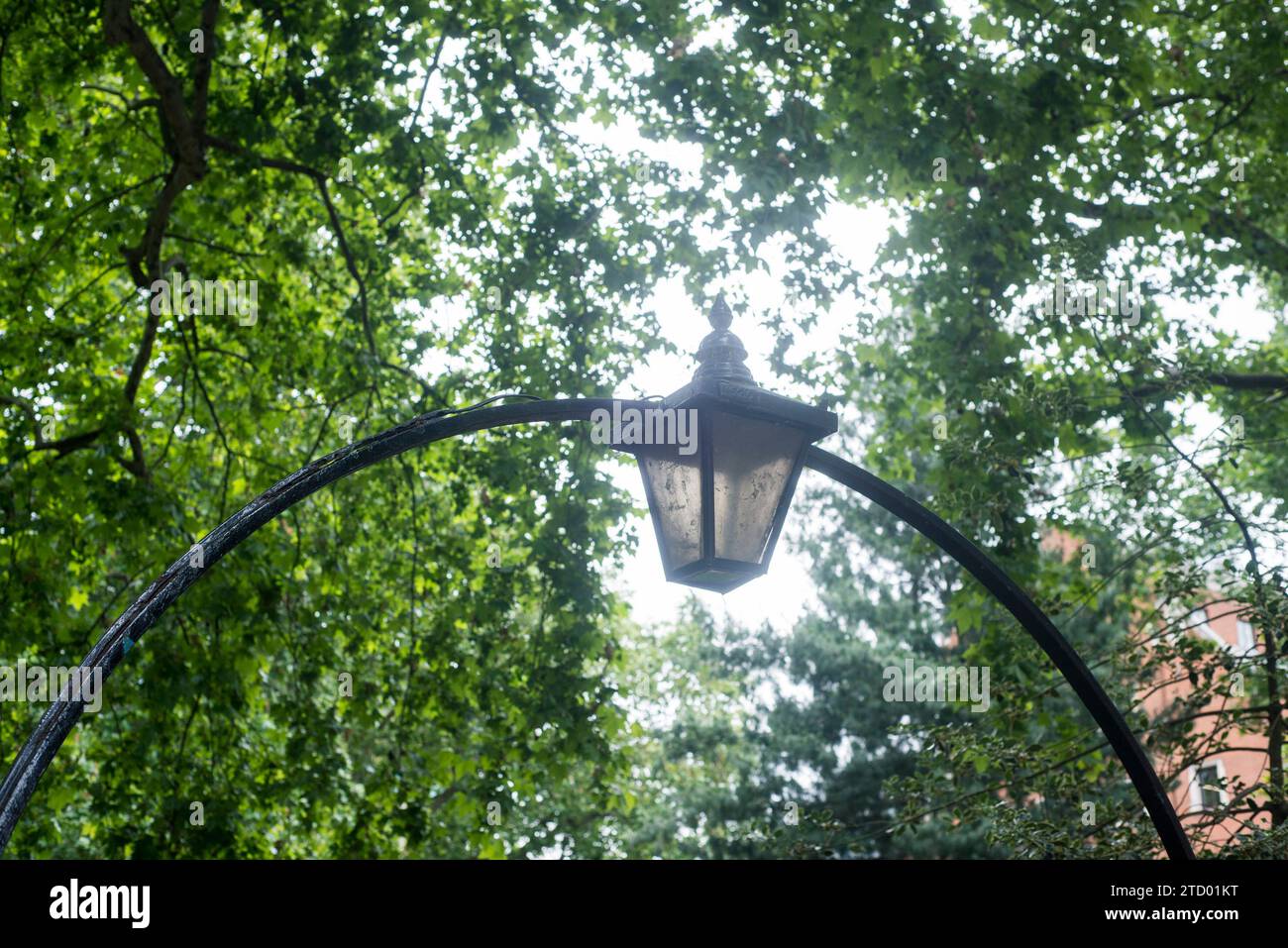 Details and looking up of trees and ironwork in Soho Square in the ...