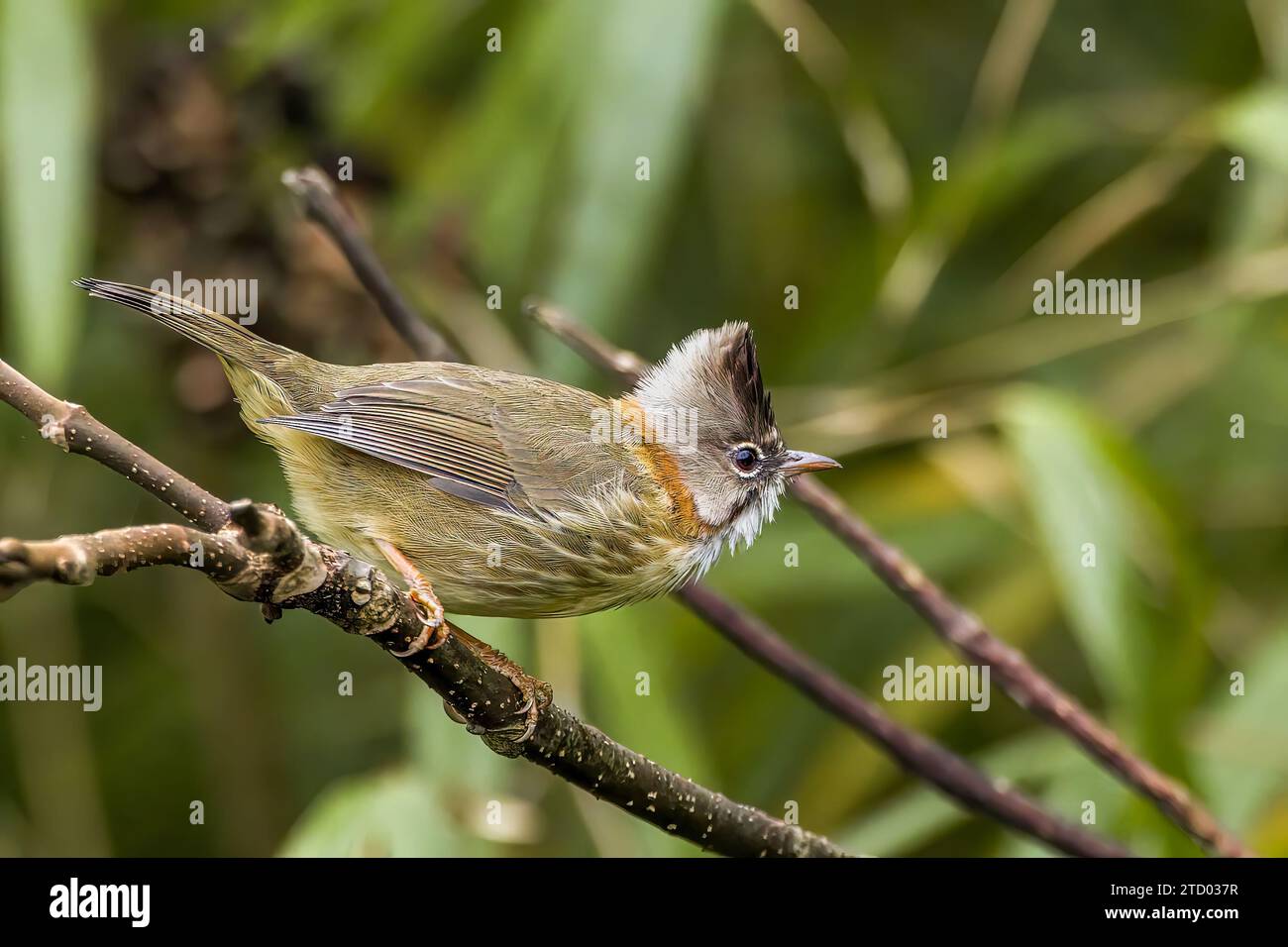 The whiskered yuhina is a bird species in the white-eye family ...